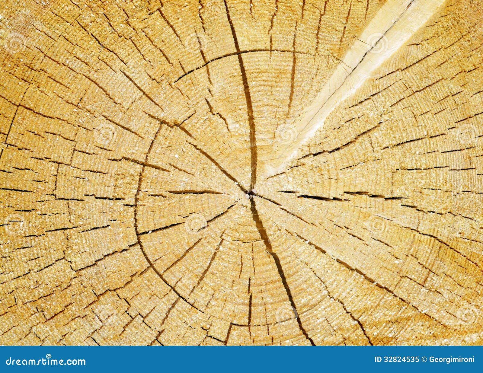 Background Cut of Tree Trunk Stock Image - Image of background, pattern ...