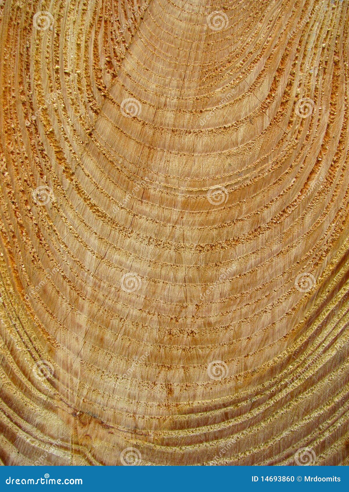 Background of Cut Wood stock photo. Image of industry - 14693860