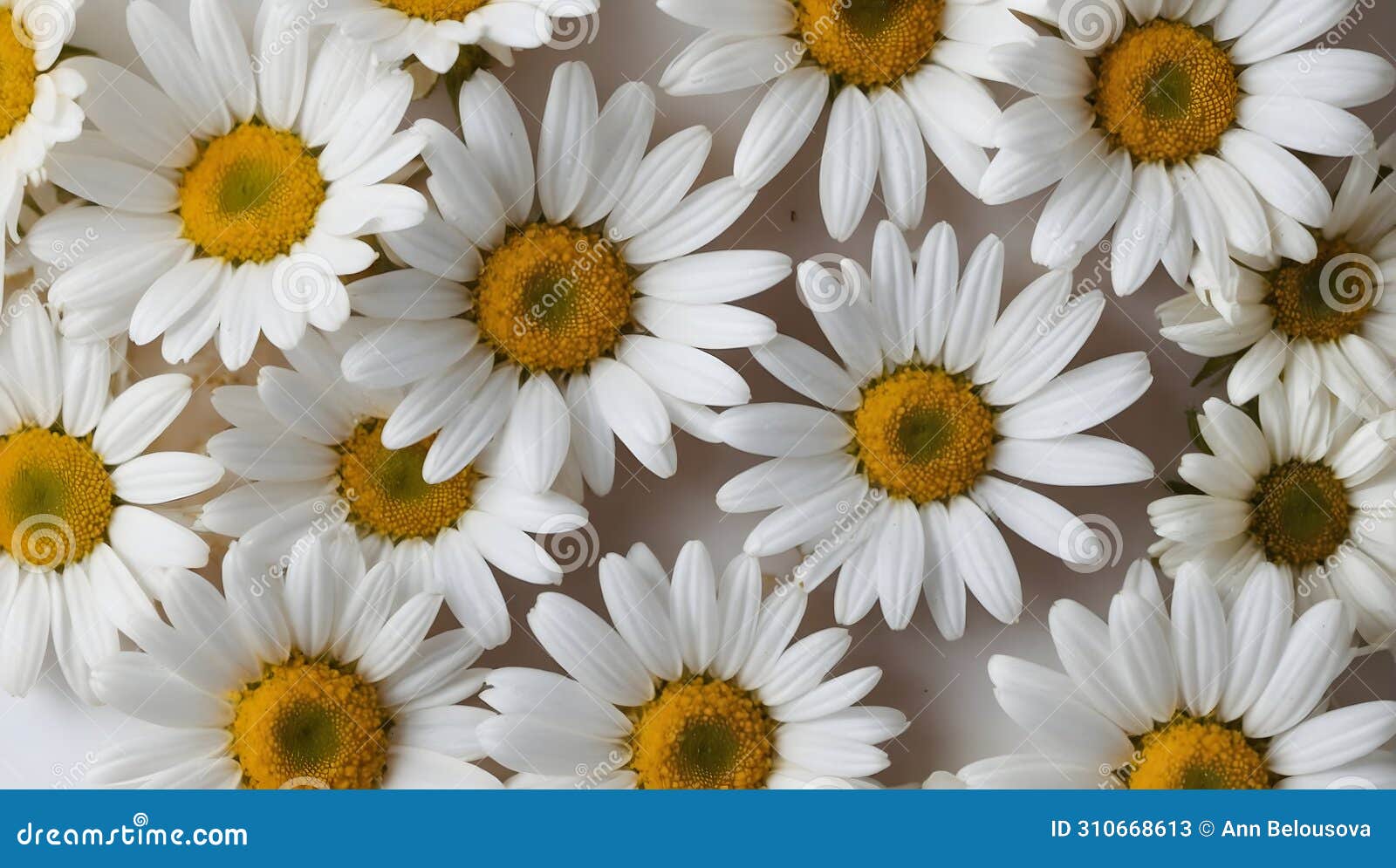 Background of Daisy Flowers on White Background, Daisies for Empty ...
