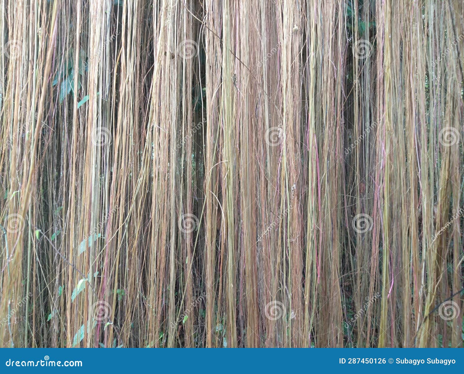 Background Dangling Banyan Tree Roots in a Garden Stock Photo - Image ...