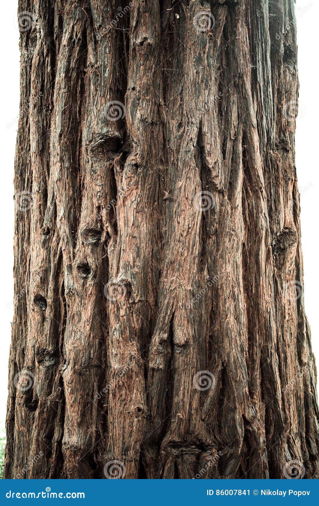Background dark bark. stock image. Image of hardwood - 86007841