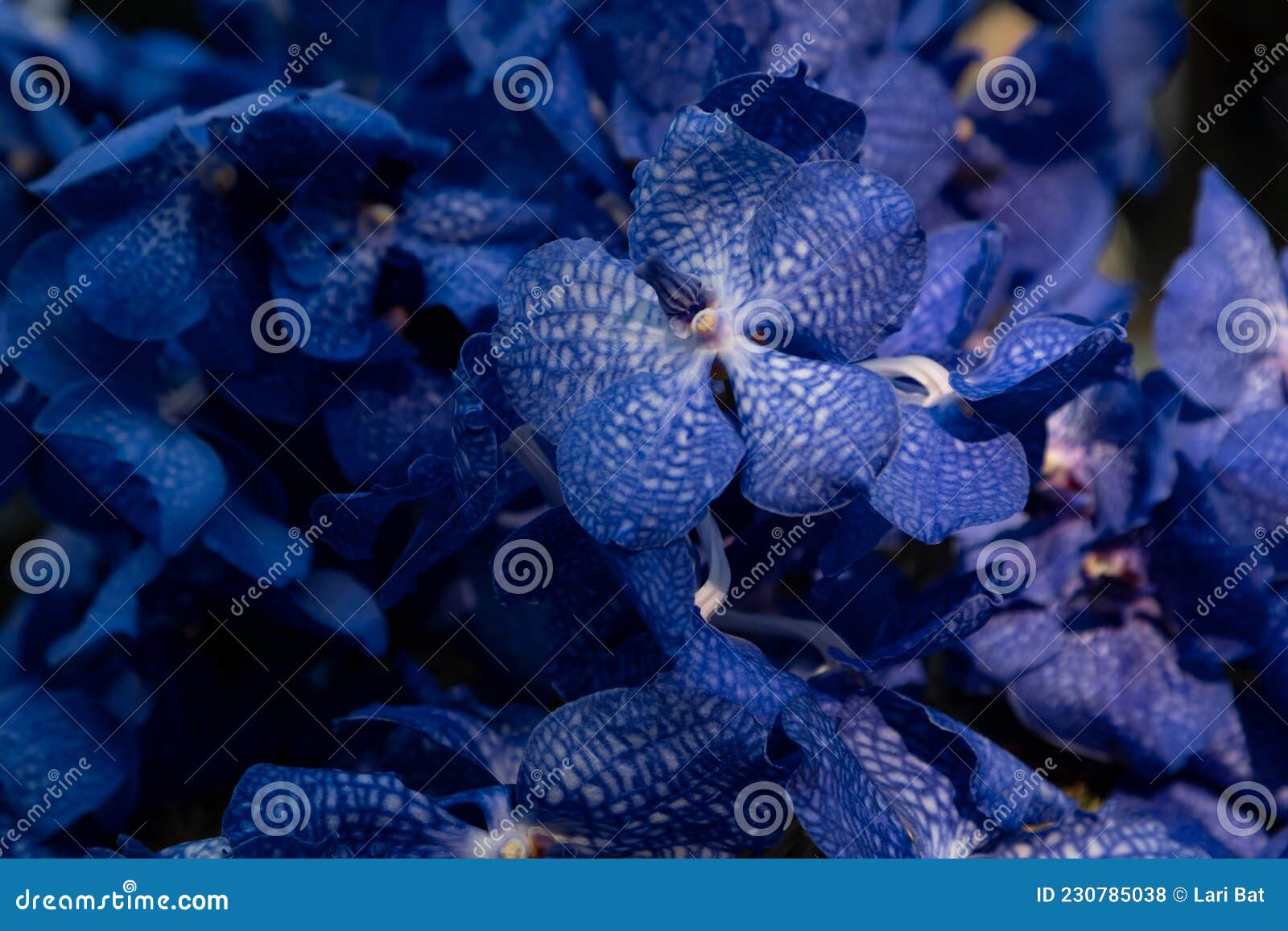 Background of Dark Blue Orchids Vanda Coerulea Stock Photo - Image of hybrid, cultivar: 230785038