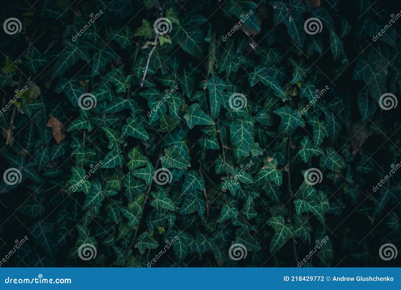 Background of Dark Green Ivy Leaves Stock Photo - Image of ecology ...