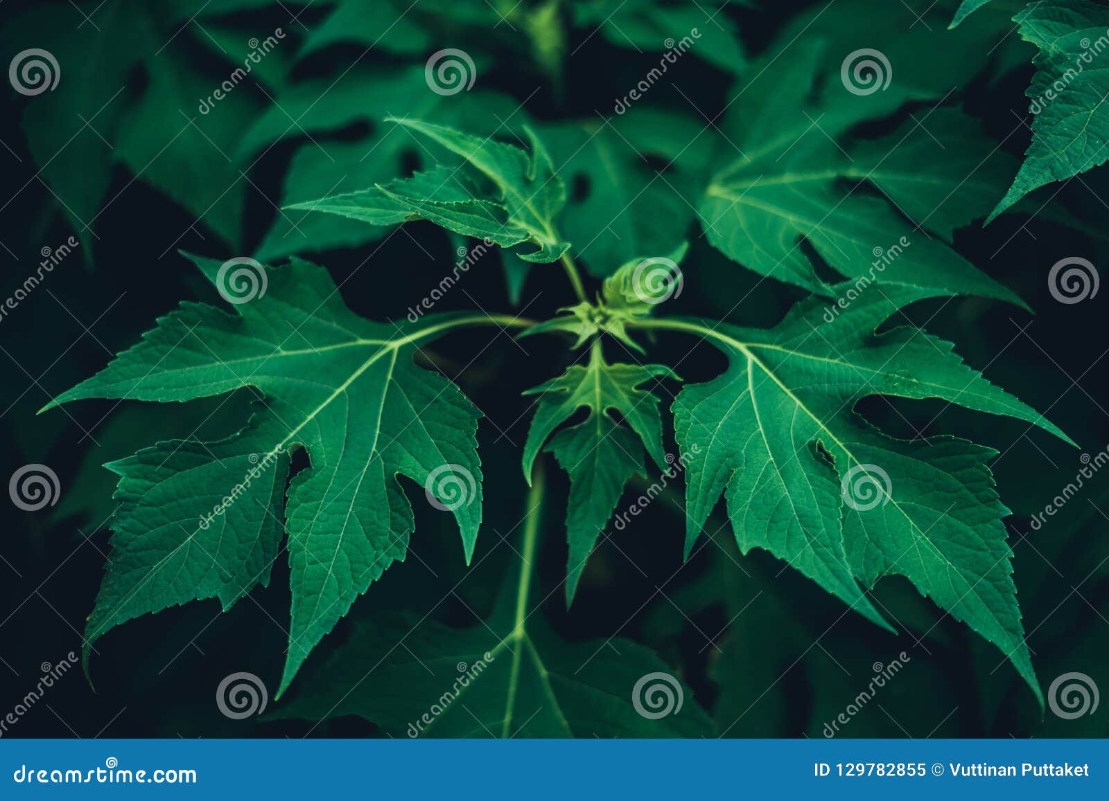 Tropical Leaves,Close Up Green Leaves Stock Image - Image of monstera ...