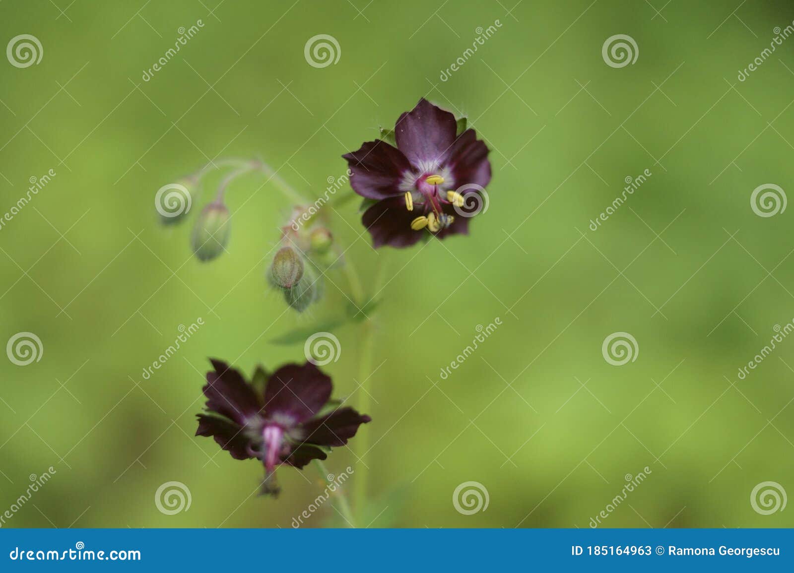 Dark Purple Wildflower, Black Widow, Geranium Phaeum Stock Image ...