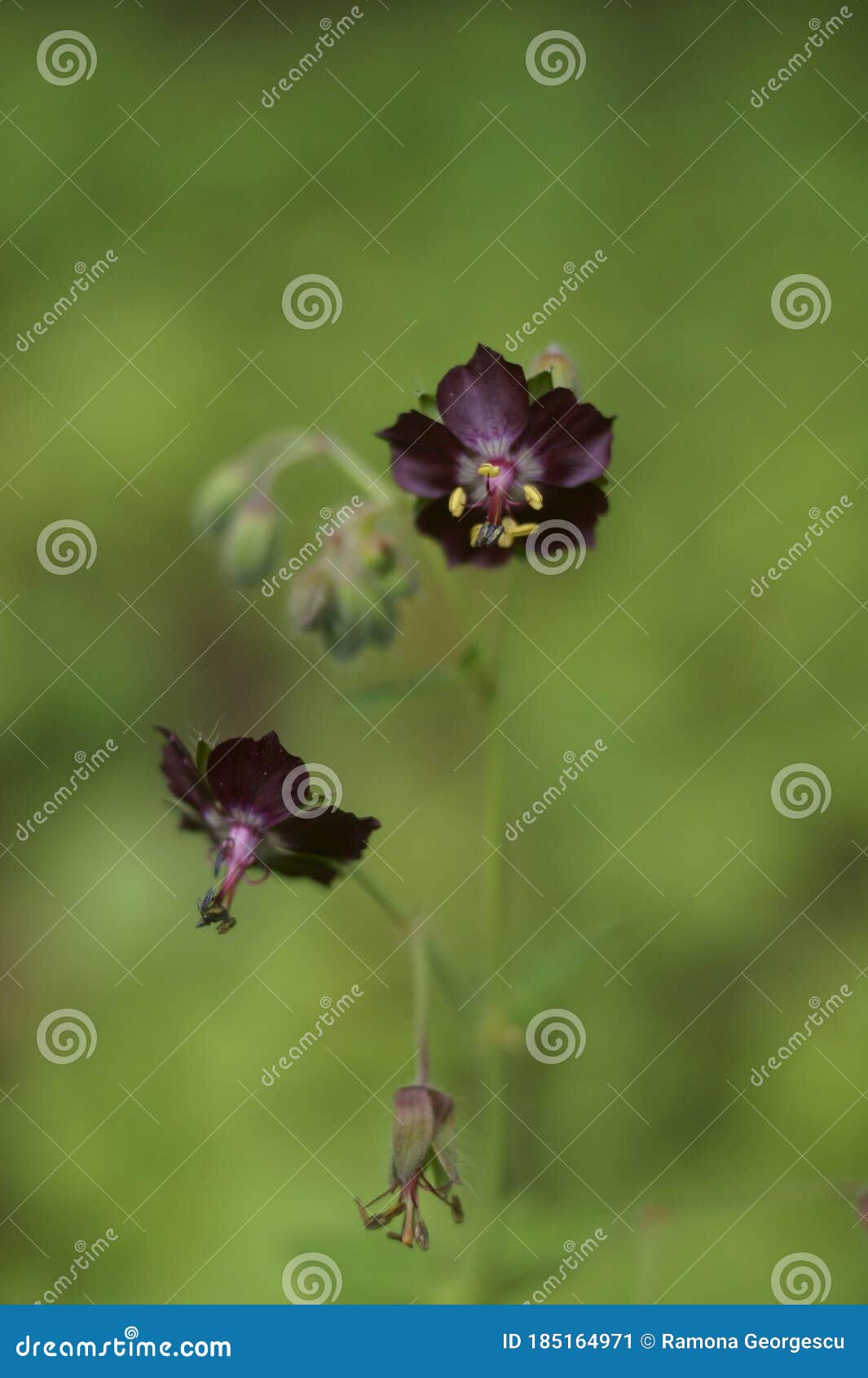 Dark Purple Wildflower, Black Widow, Geranium Phaeum Stock Image ...