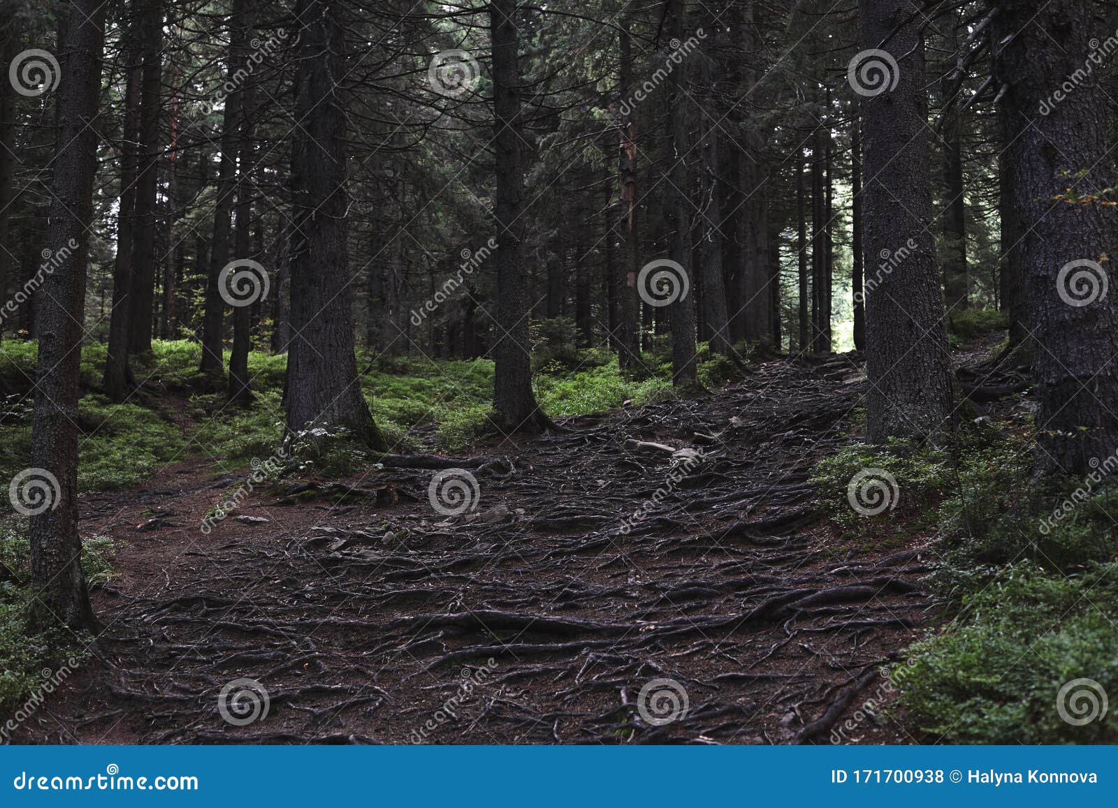 Background of the Dark Roots and Fir Trees in the Forest Stock Photo ...
