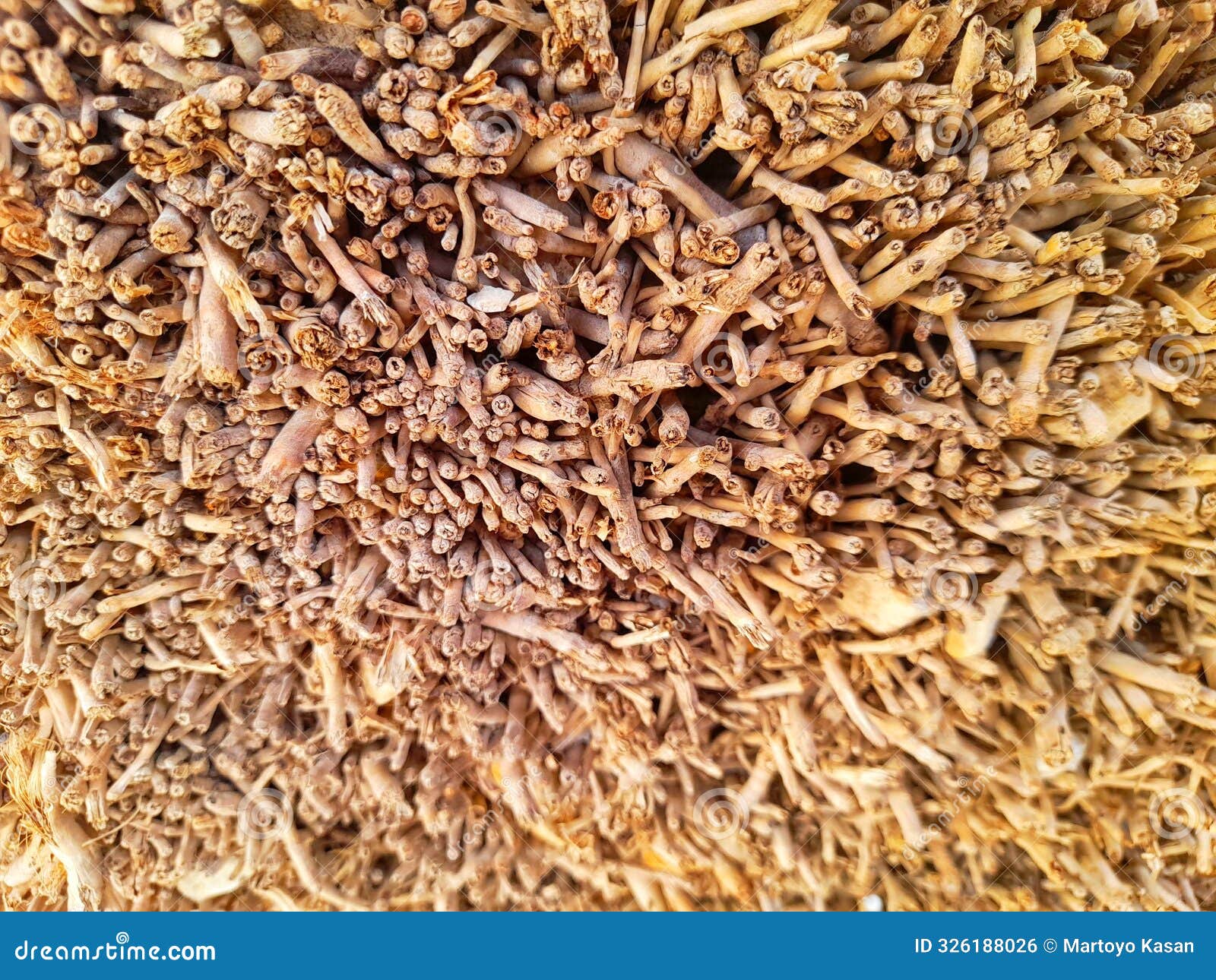 Background of Date Palm Roots Texture after Pruning Stock Photo - Image ...