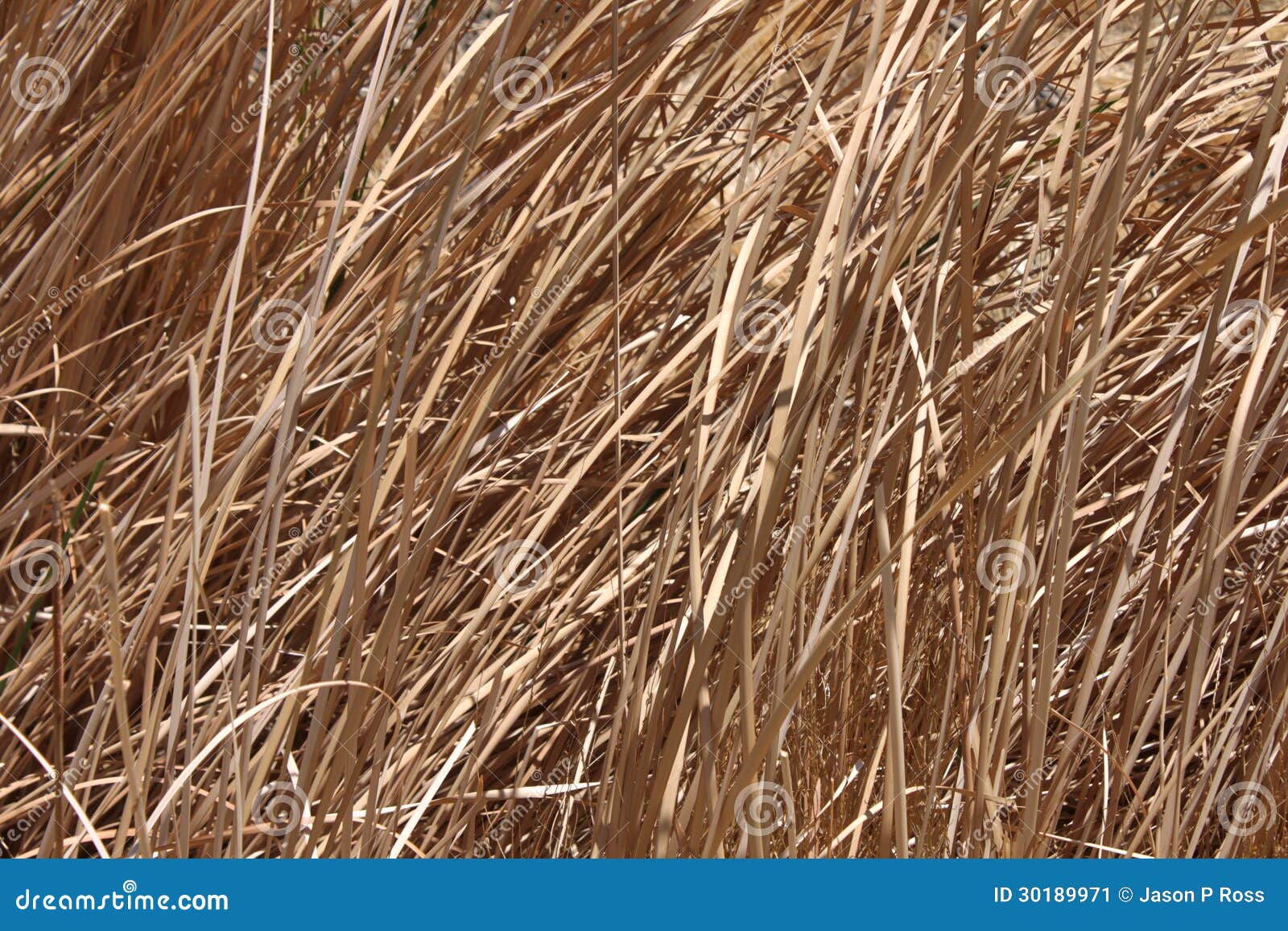 Dead Dry Grass Texture Top View With Dead Dried Up Leaves Stock Photo ...