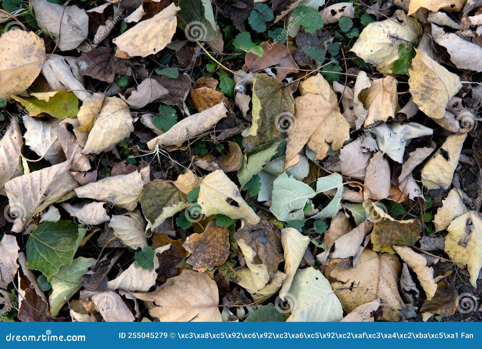 Background of Dead Leaves Stacked on the Ground Stock Image - Image of yellow, messy: 255045279