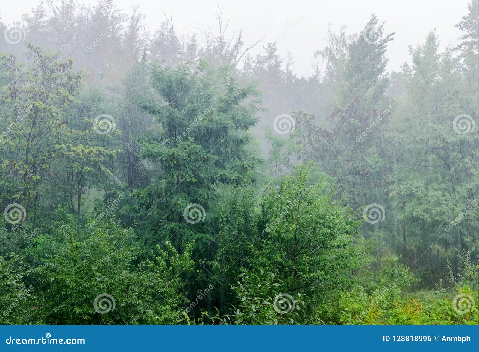 Background of the Deciduous Forest during Rain Stock Photo - Image of ...