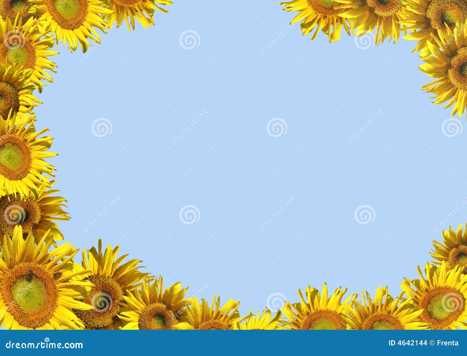Background - Decorative Framework from Sunflowers Stock Photo - Image ...