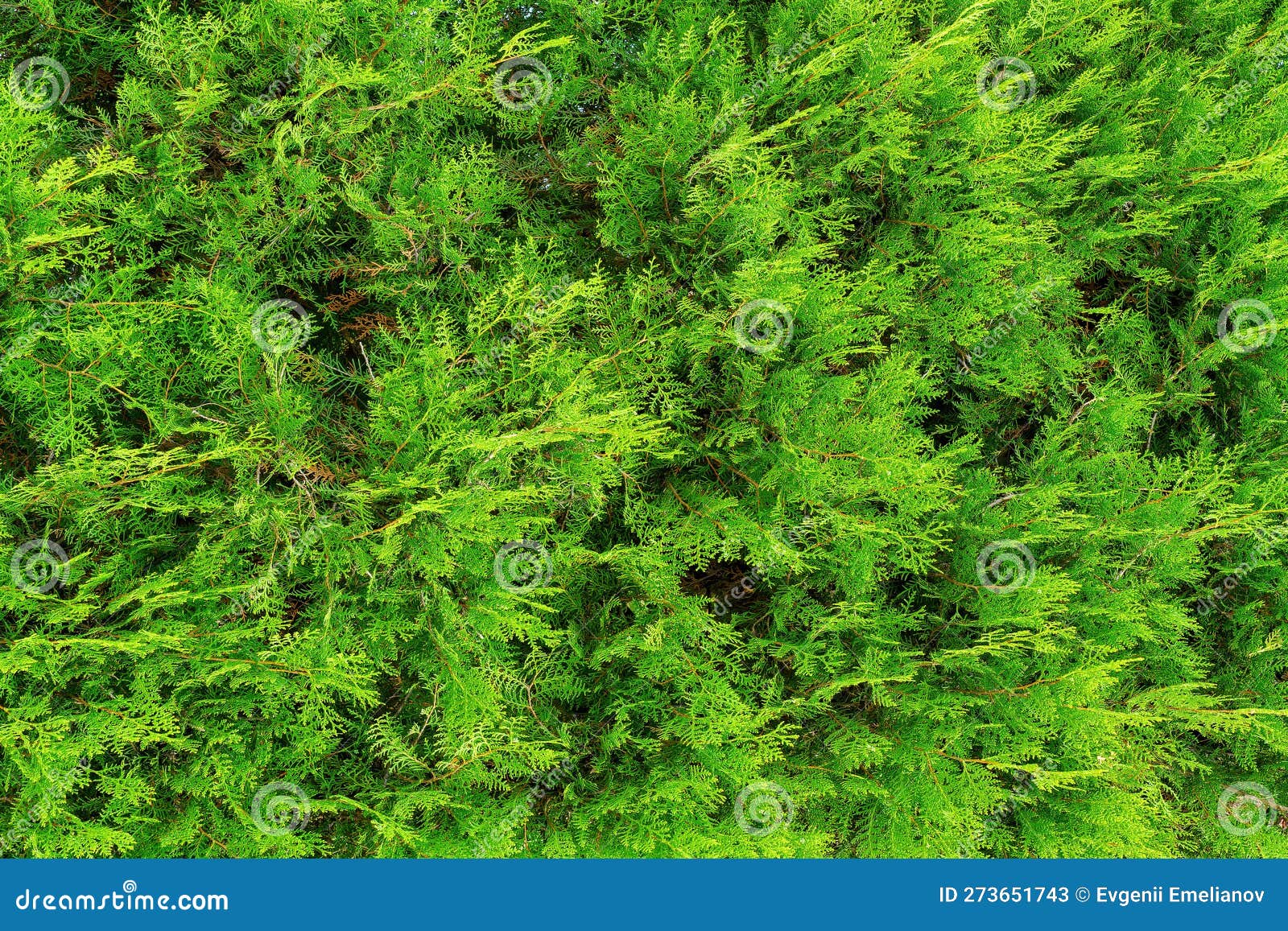 Background from Decorative Juniper. Ornamental Plant Stock Image ...