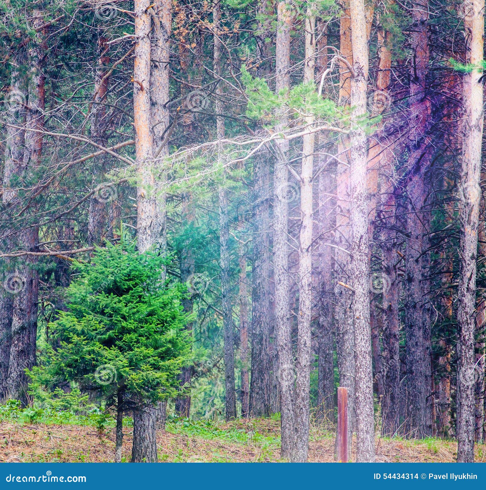 Background of Deep Forest with Bright Sunshine Ray Stock Photo - Image ...