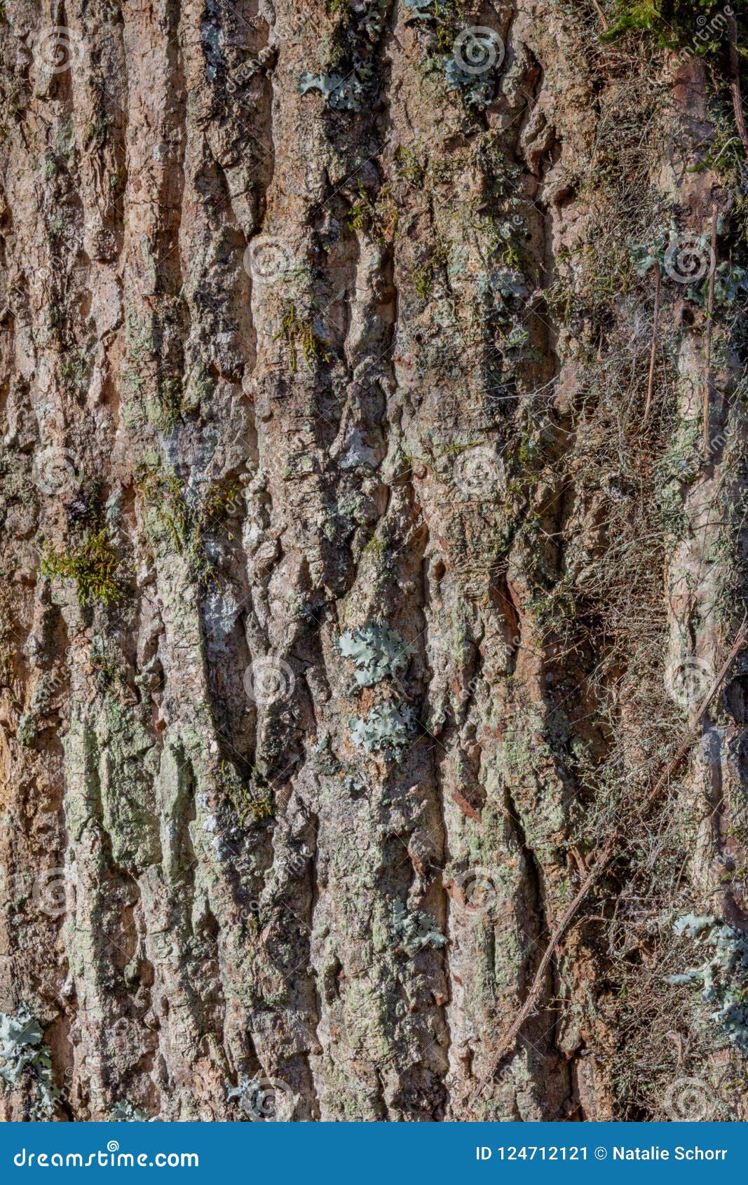 Background of Deeply Furrowed Tree Bark with Mixed Mosses Stock Image ...