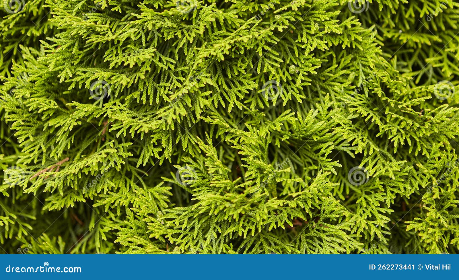 Background of Dense Green Larch Branches with Soft Leaves Stock Image ...