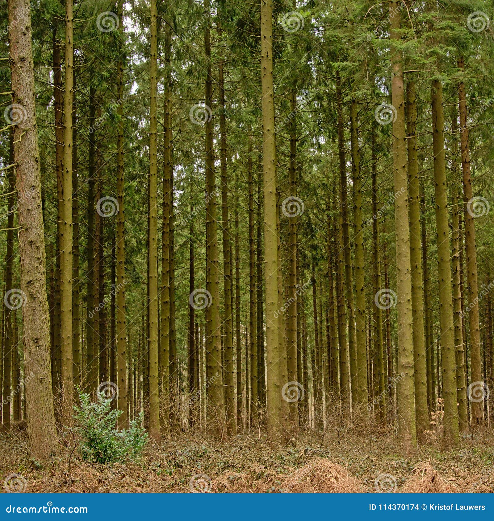 Dense Forest Background of Many Young Pine Tree Trunks Stock Photo ...