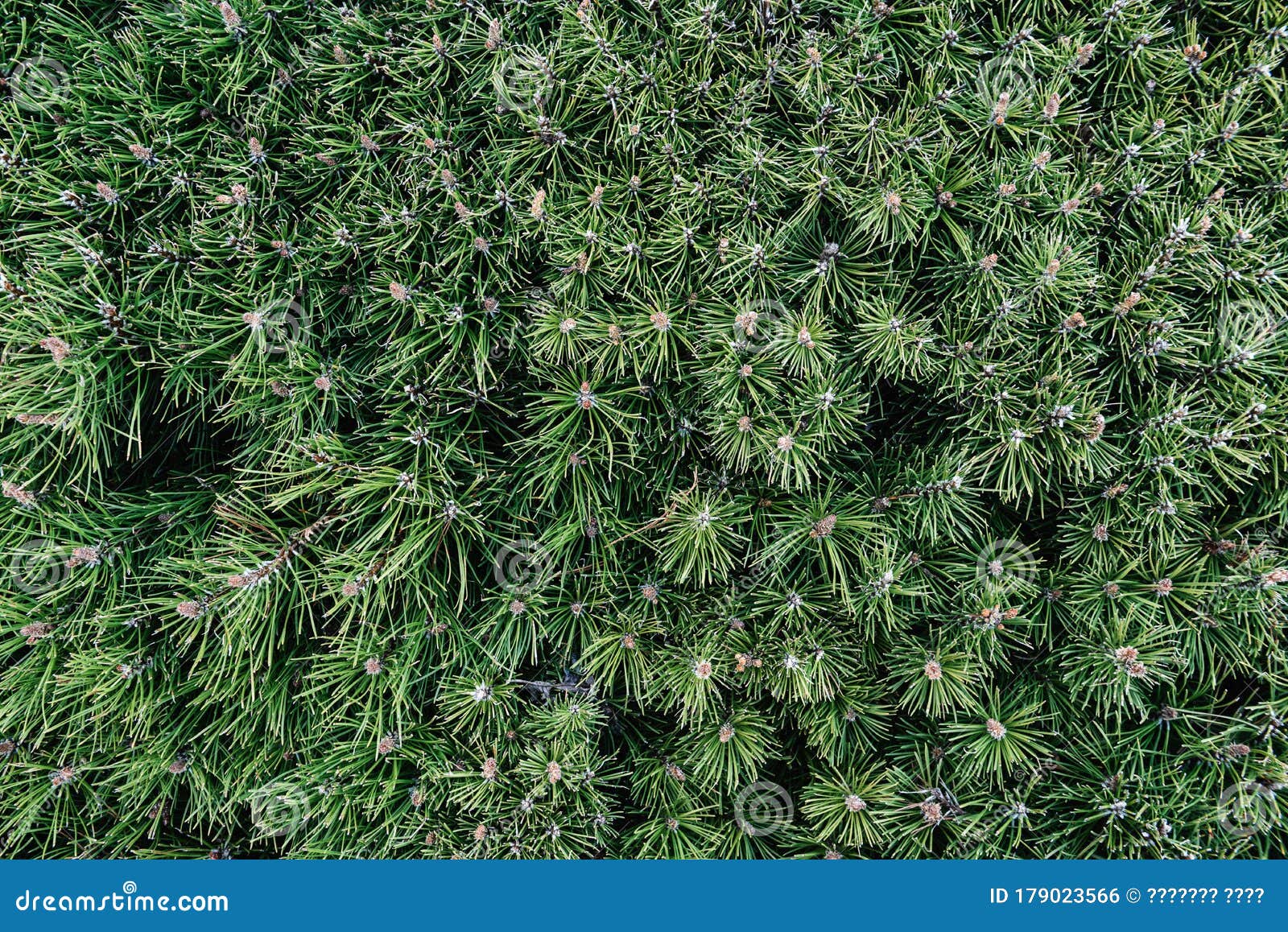 Background from Dense Thickets of Green Pine Branches Stock Photo ...