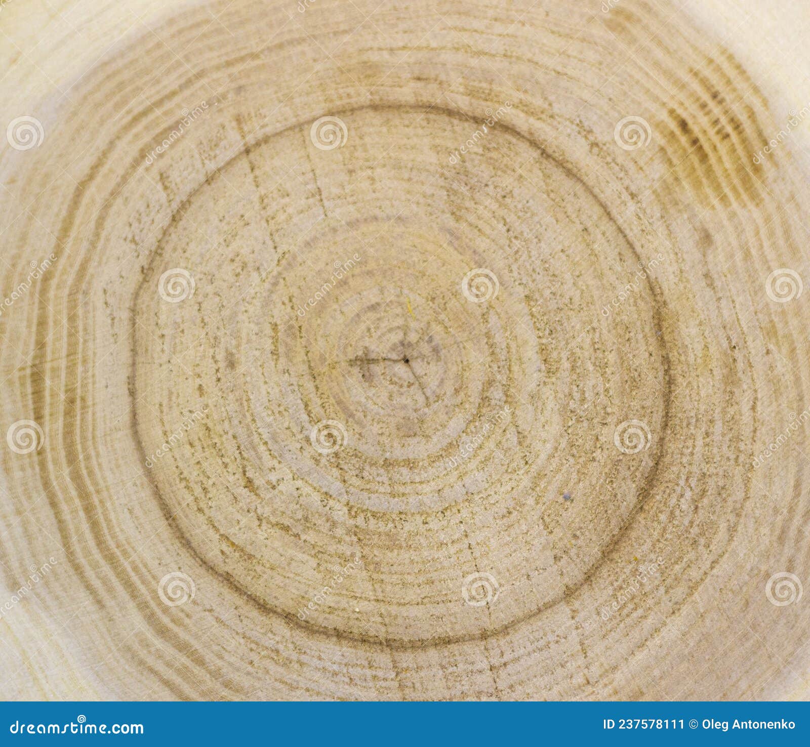 Background for the Desktop in the Form of Tree Rings Stock Image ...