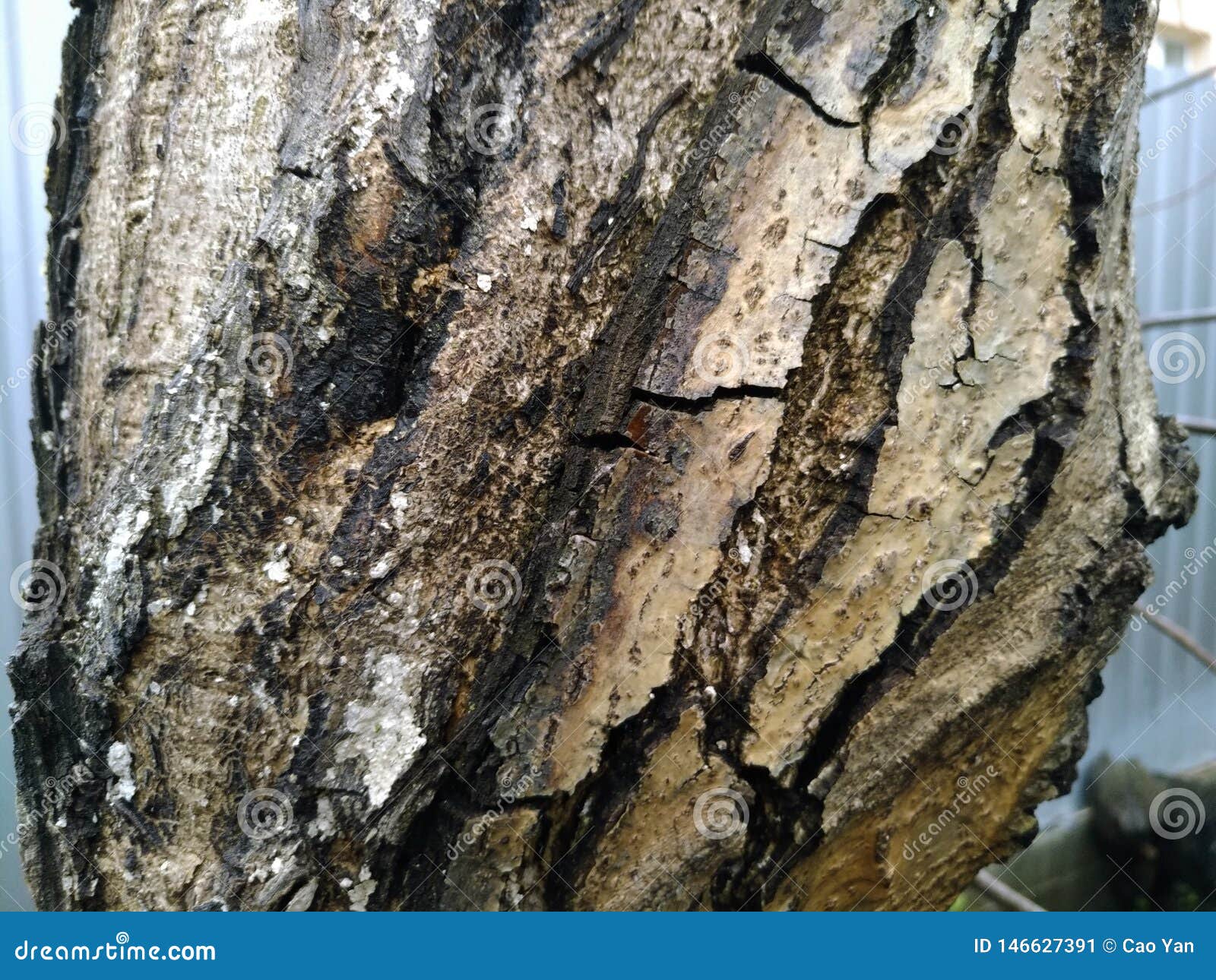 Background Detail of an Old Tree Trunk with a Twig. Stock Image - Image ...