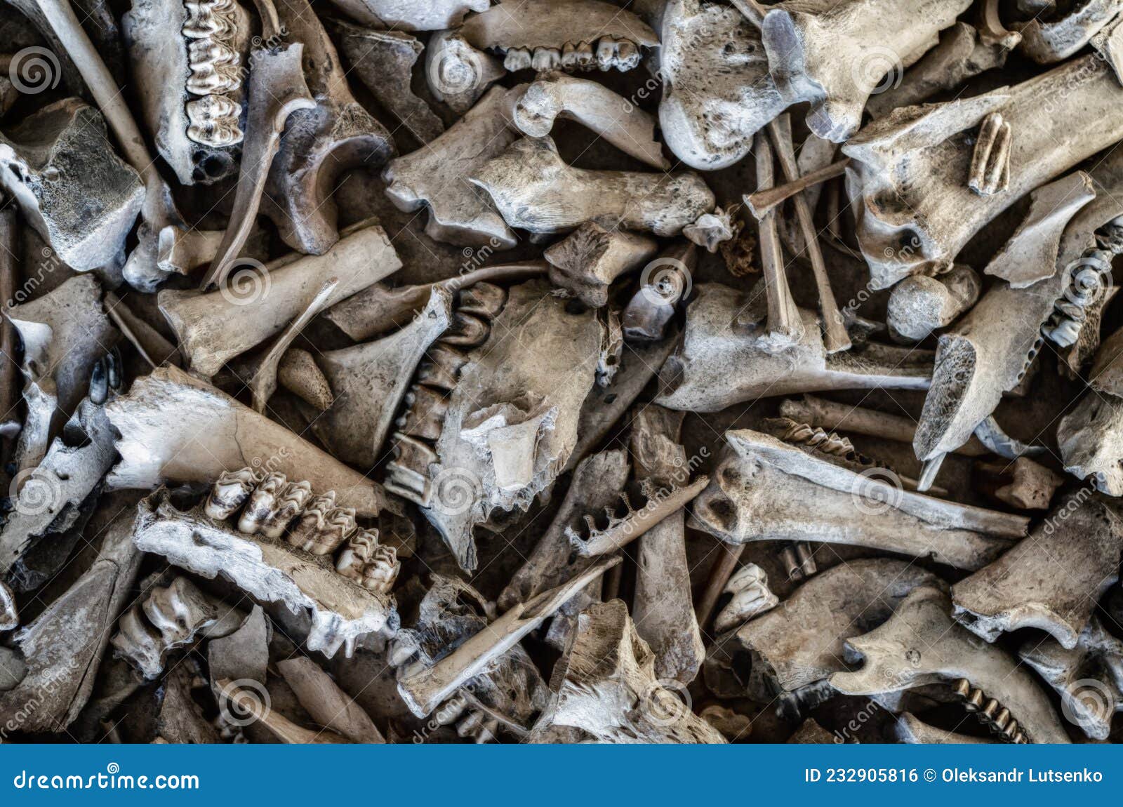 Background of the Different Animal Bones Stock Photo - Image of fang ...