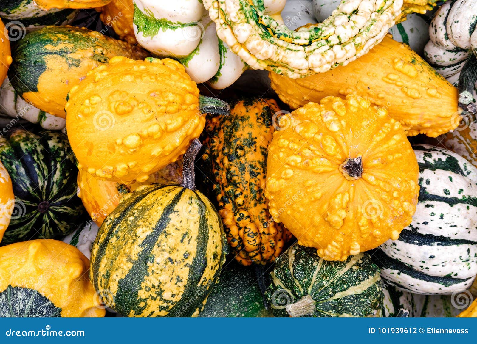 Background of Different Decorative Small Pumpkins. Stock Photo - Image ...
