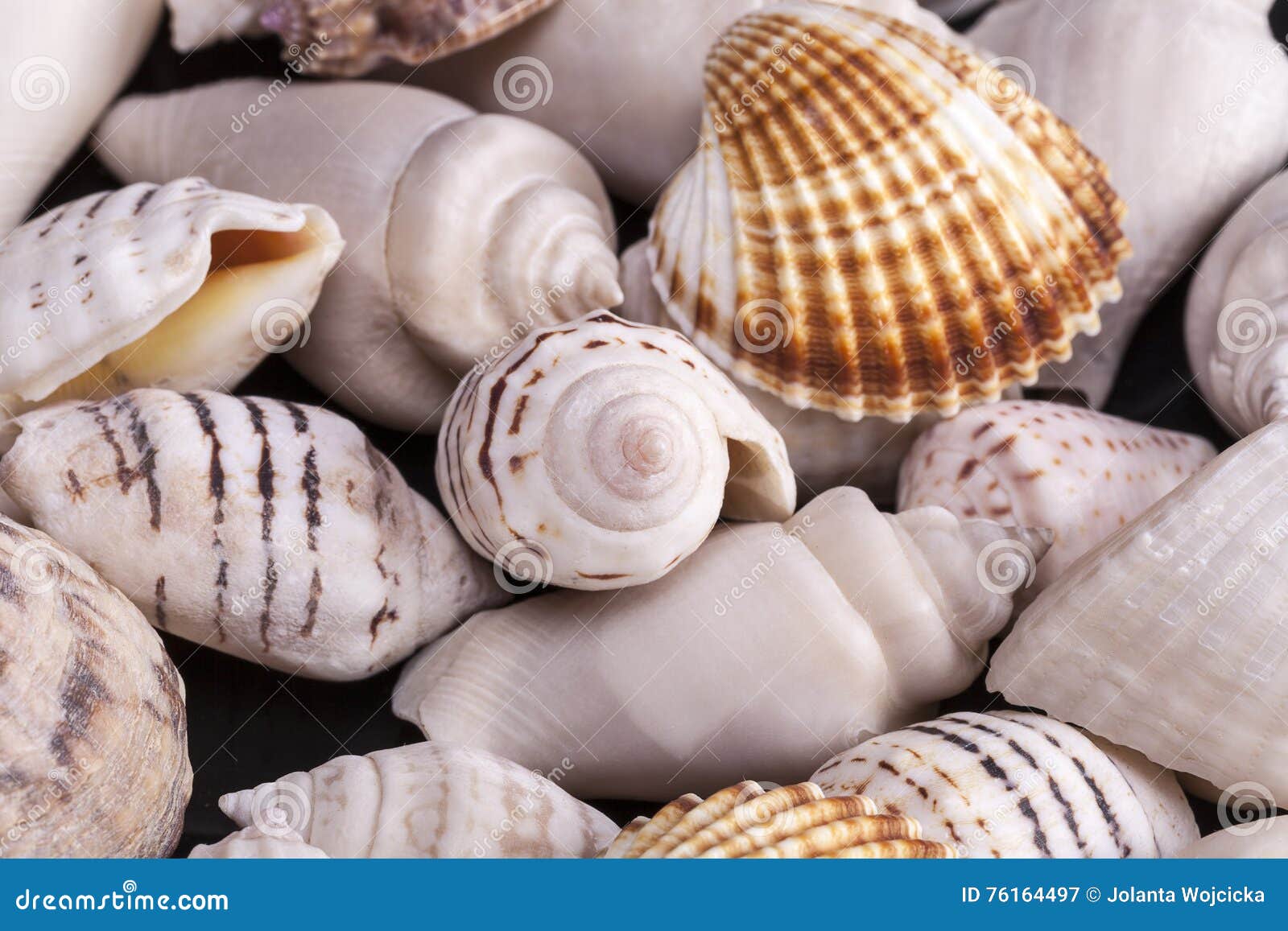 Background of Different Kind Sea Shells Stock Image - Image of bivalvia ...