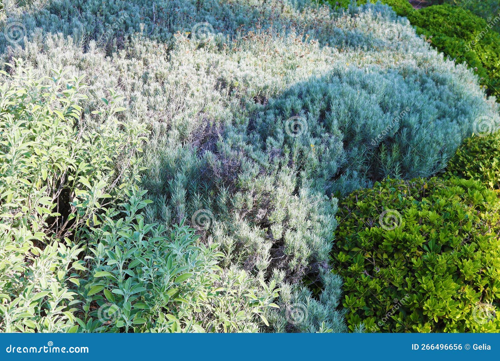 Background of Different Plants, Green Color Stock Photo - Image of ...