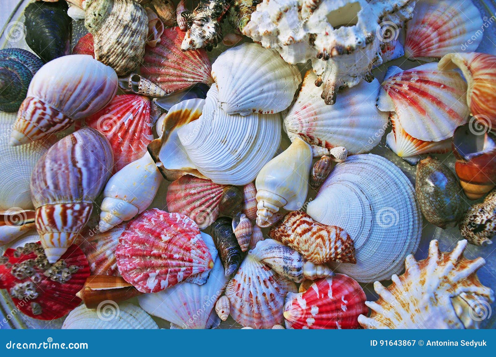 Background Of Different Sea Shells Royalty-Free Stock Photography ...