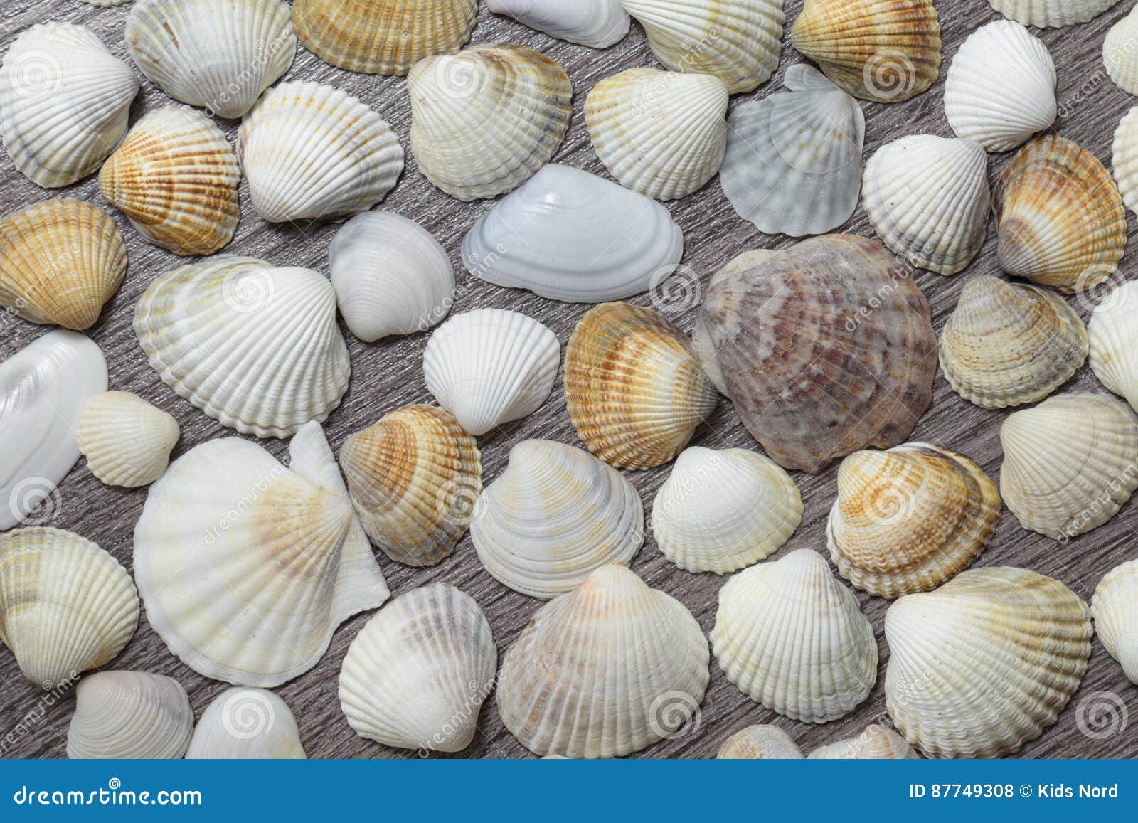 Background of Different Shells. Stock Photo - Image of beach ...