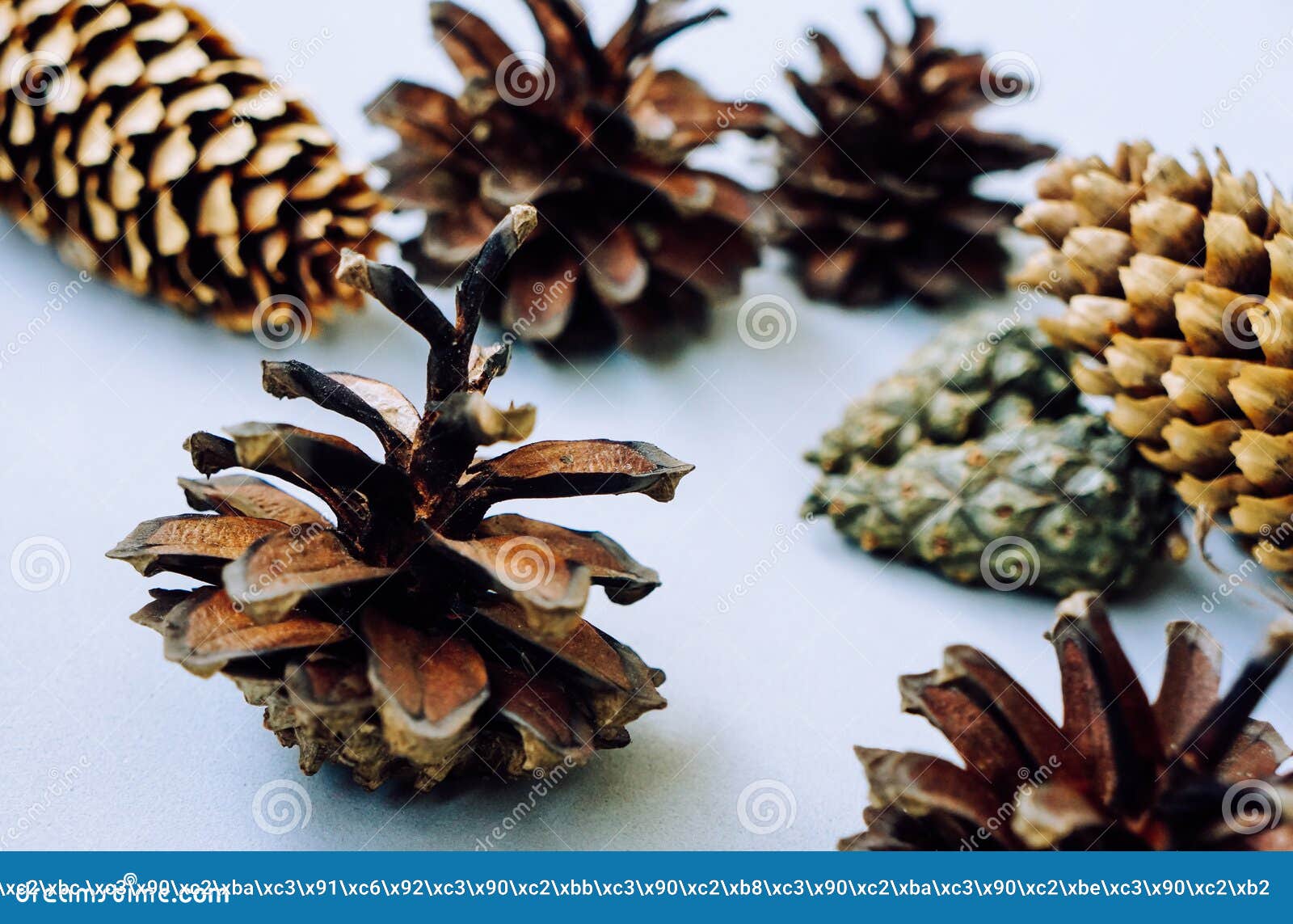 Background from Different Types of Cones Stock Image - Image of ...