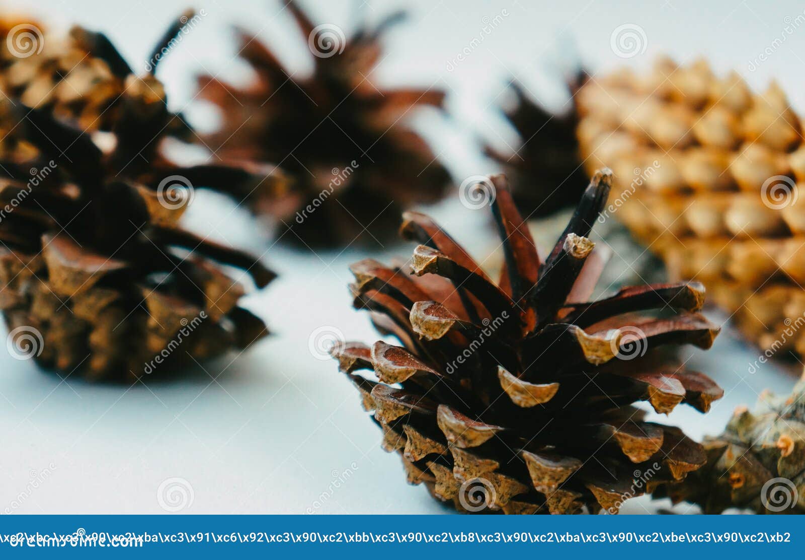 Background from Different Types of Cones Stock Image - Image of ...