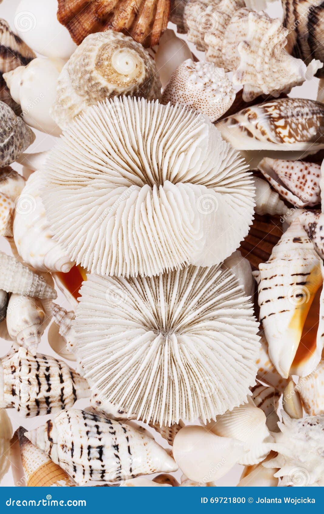 Background of from Different Types of Sea Shells Stock Photo - Image of ...