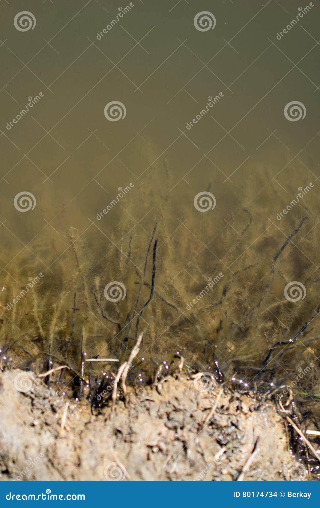 Background of Dirty Muddy Water Stock Photo - Image of muddy, nature ...