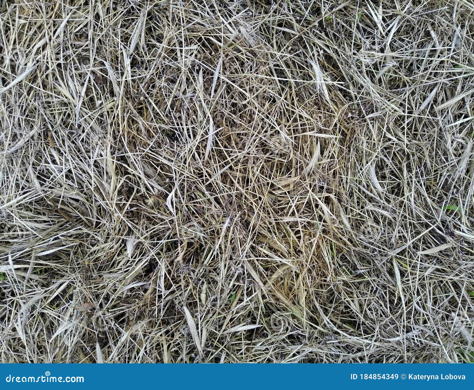 Background of Dirty Yellow Hay Stock Image - Image of brown, grass ...