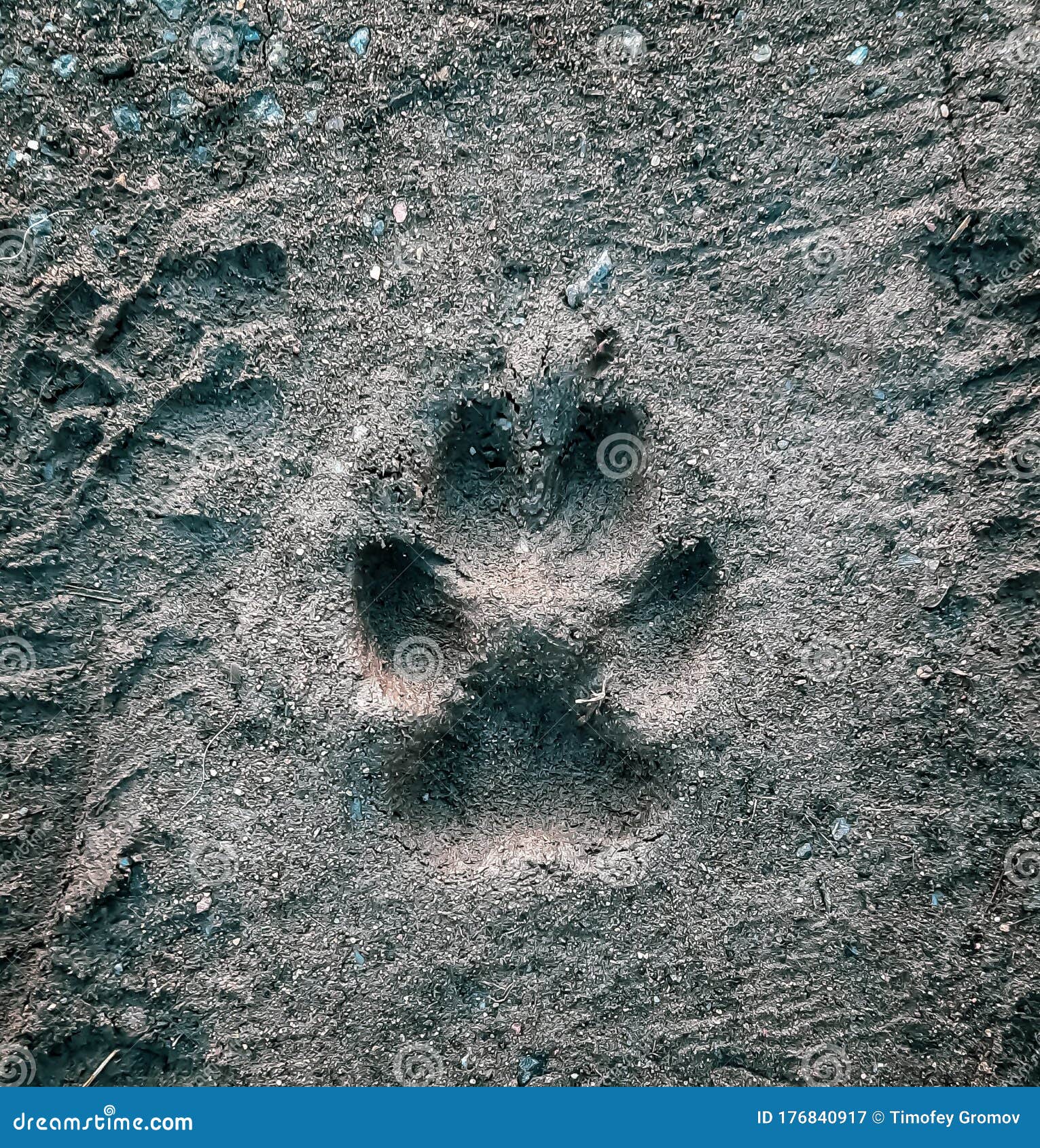 Background, Dog Track in the Sand Close-up Stock Image - Image of close ...