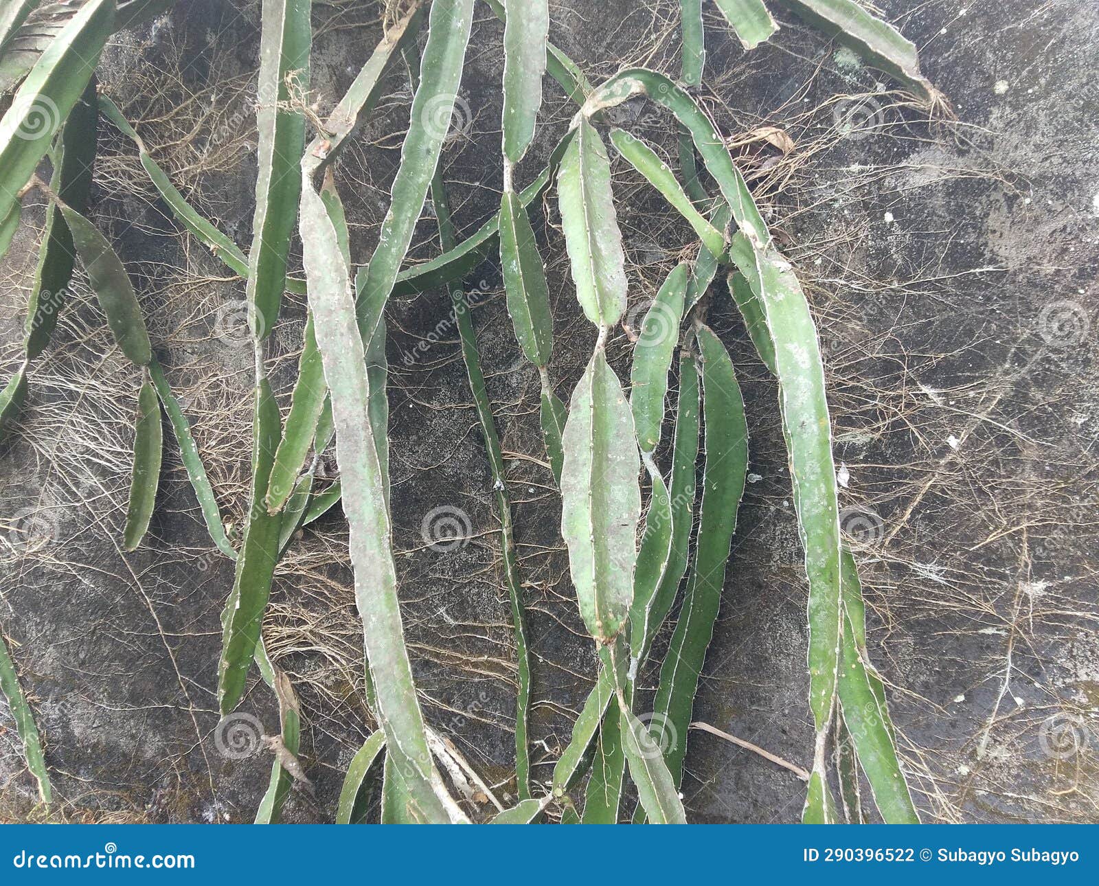 Background of Dragon Fruit Plant Roots Growing on the Wall Stock Photo ...