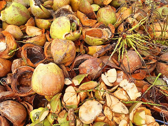 Background of Dried Coconuts of Different Sizes, Split and Ripe ...