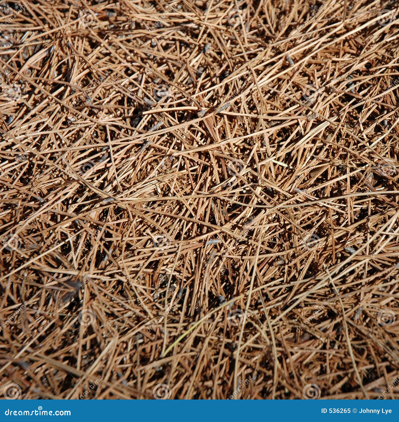 Background - Dried Grass stock image. Image of plant, grass - 536265