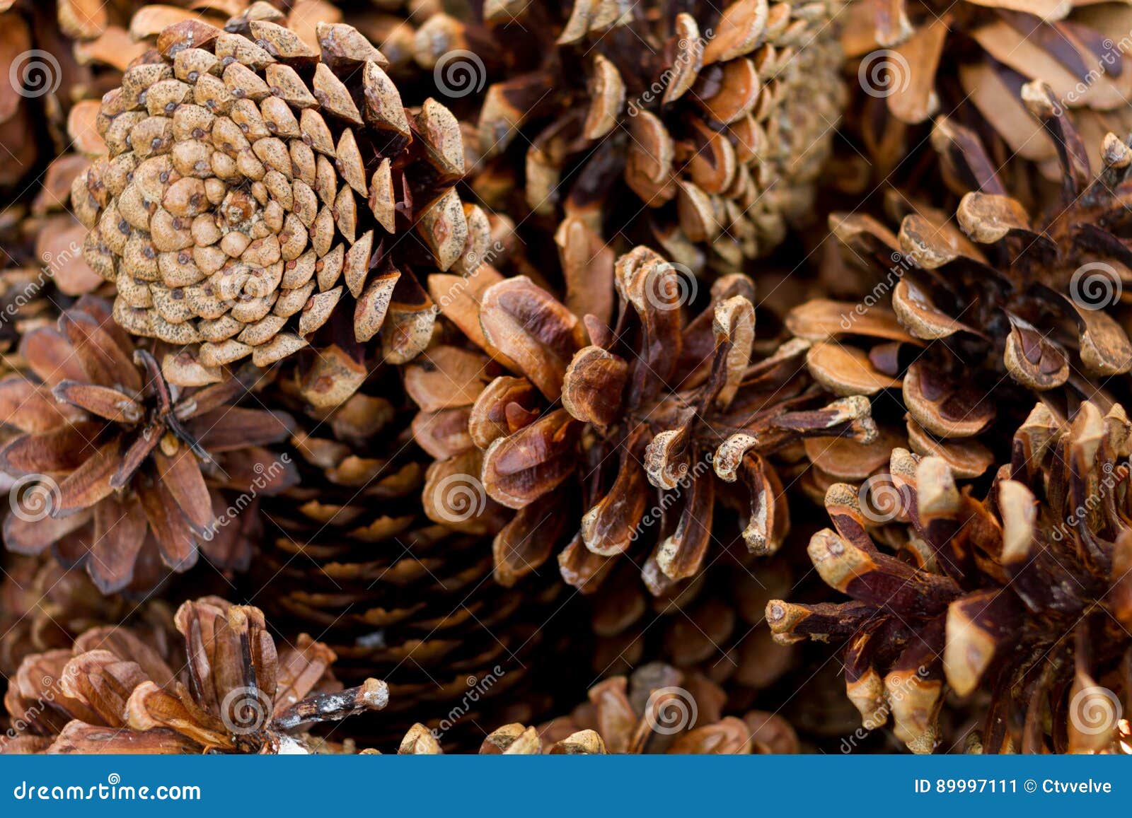 Dried natural pine cones stock image. Image of cones - 89997111