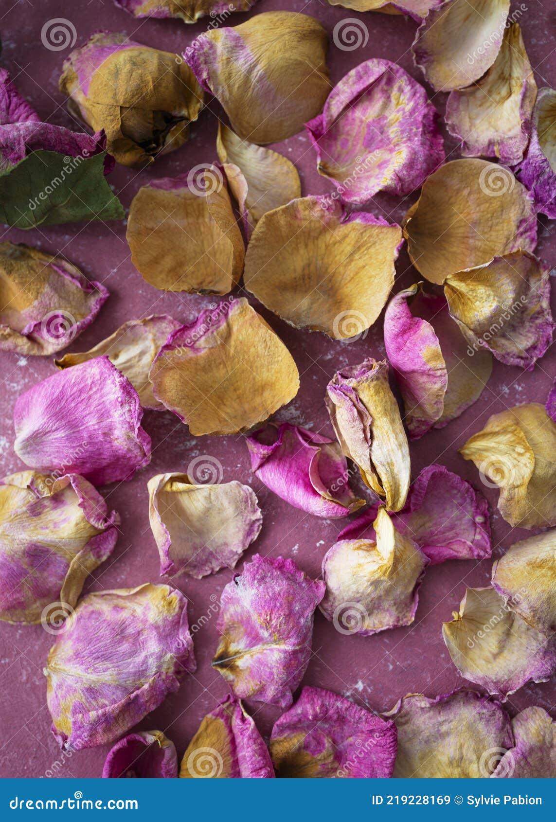 Background with Dried Rose Petals. Floral Texture. Dried Roses Stock ...