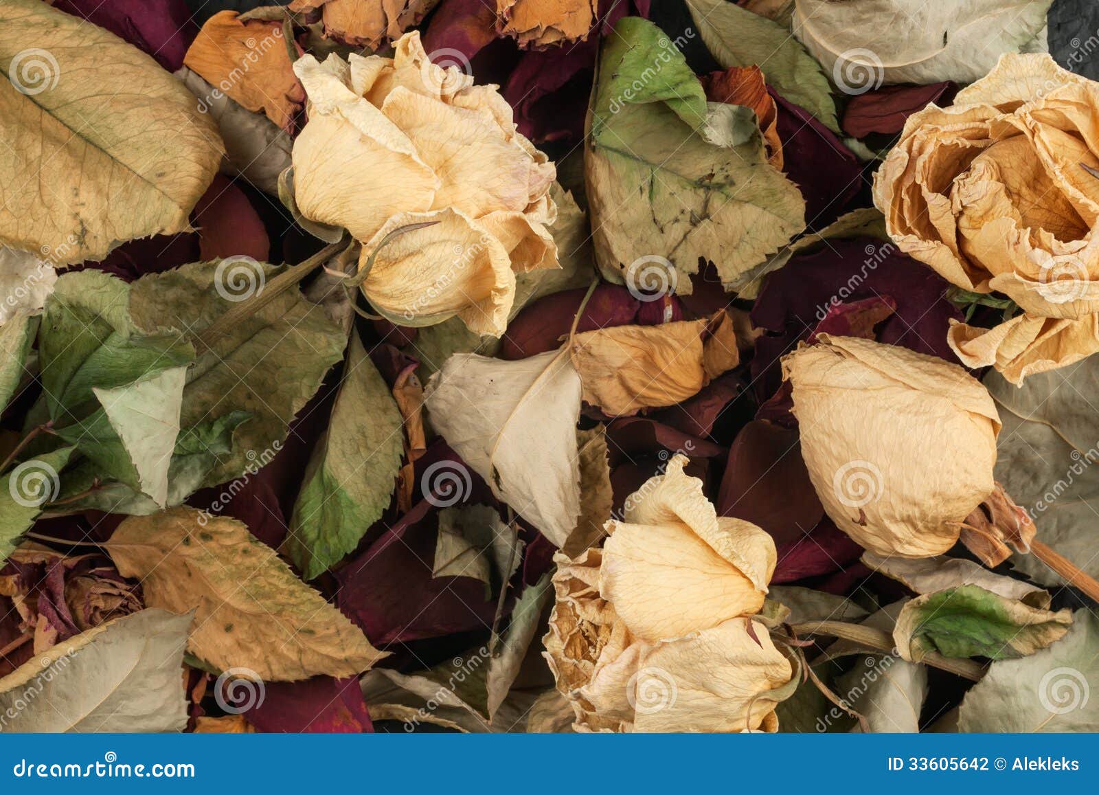 Background of dried roses stock photo. Image of floral - 33605642