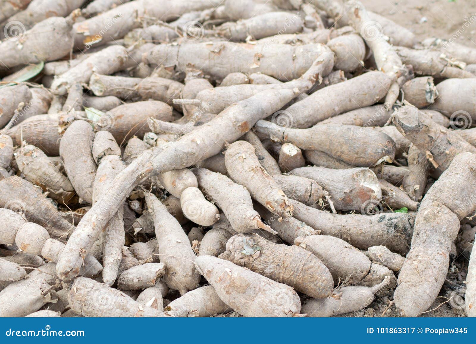 Background of Dried Tapioca or Cassava. Stock Image - Image of ...