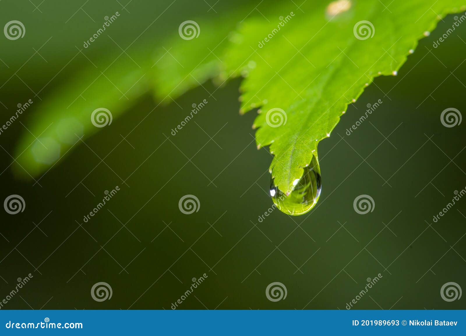 Background with a Drop of Water on the Tip of a Leaf Stock Image ...