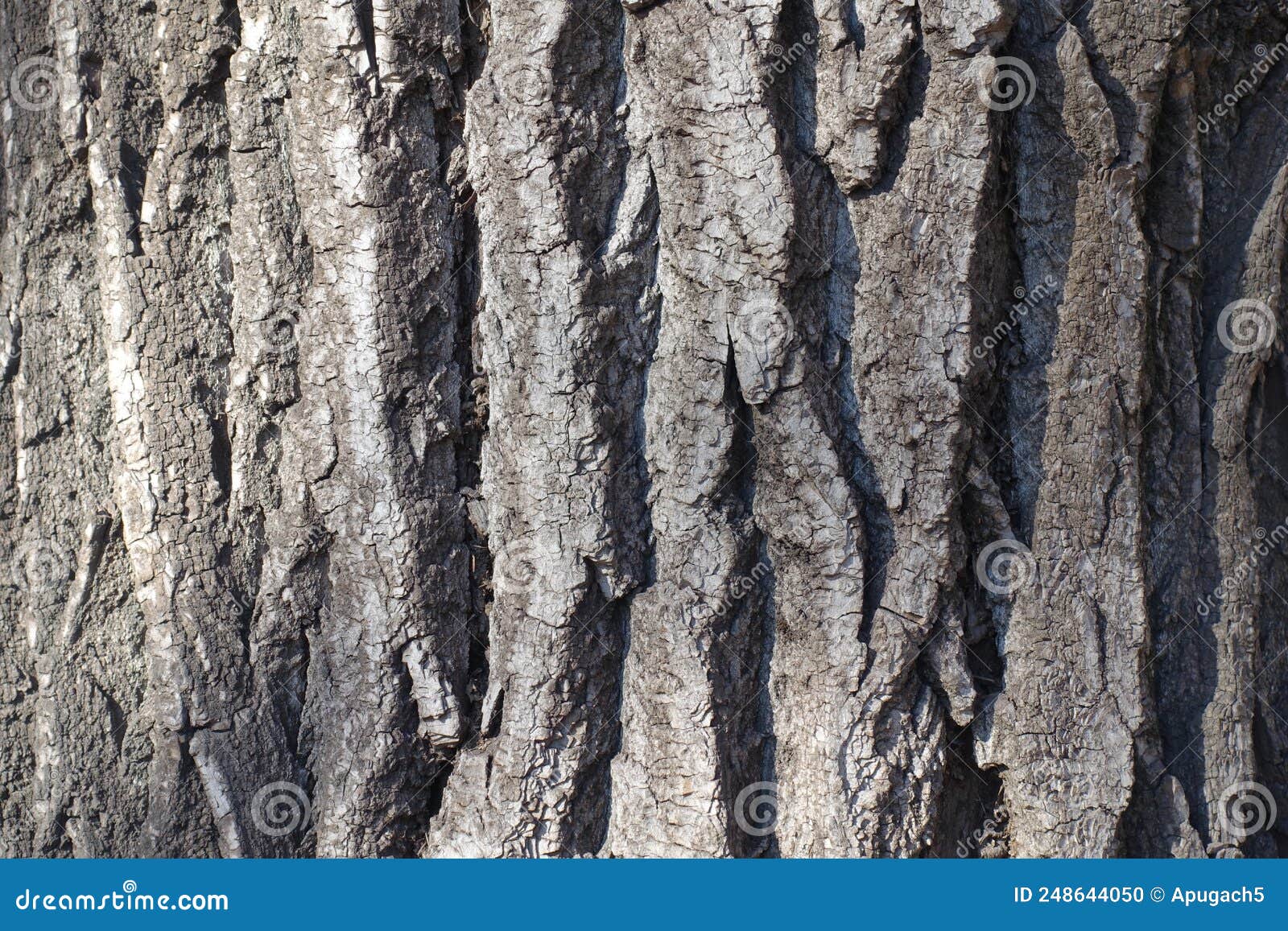Background - Dry Bark of Field Elm Stock Photo - Image of irregular ...