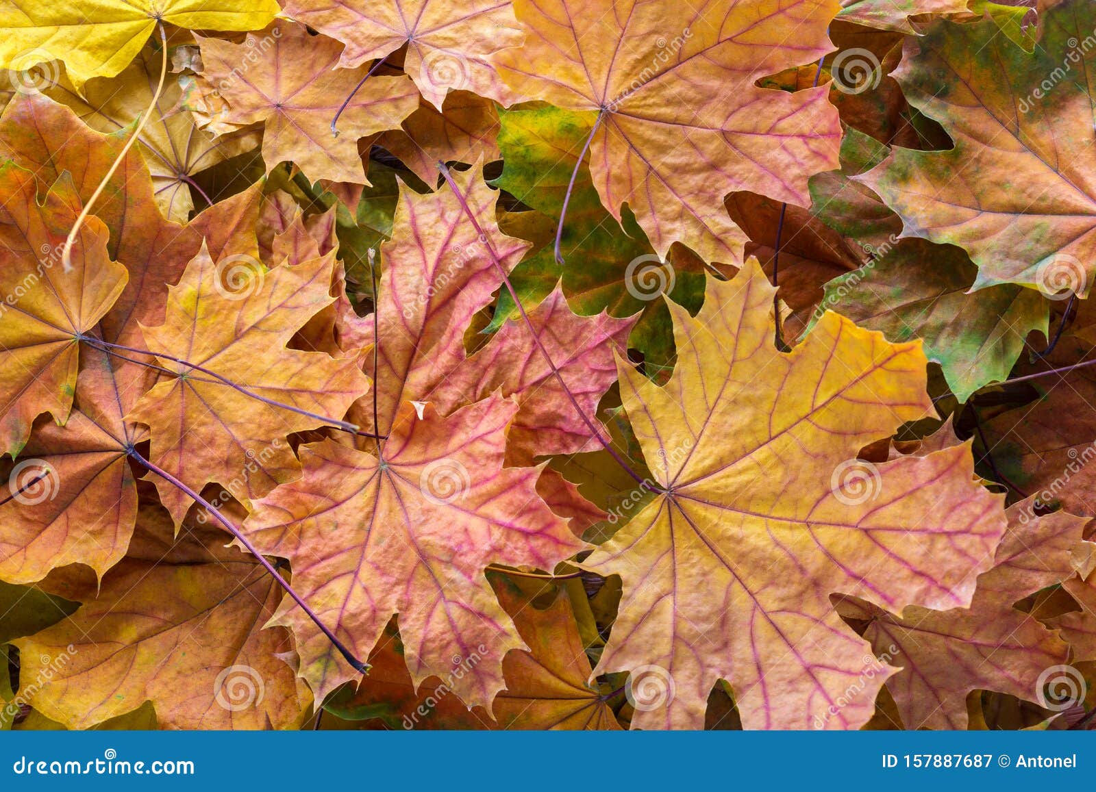 Background with Dry Colorful Autumn Maple Leaves Stock Image - Image of ...