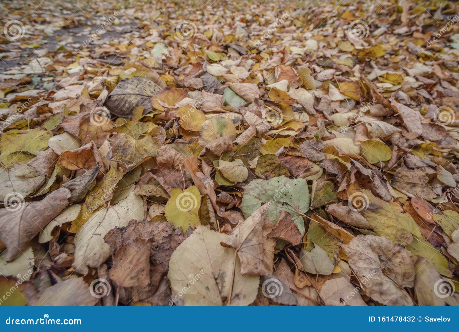 Background of Dry Dull Leaves Stock Photo - Image of flora, nature ...
