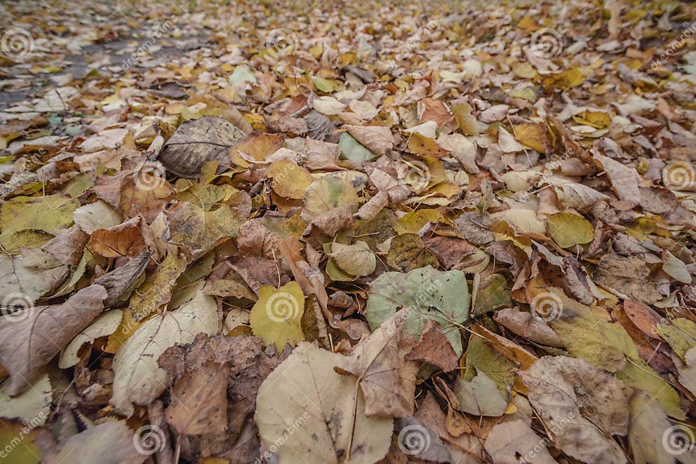 Background of Dry Dull Leaves Stock Photo - Image of flora, nature ...