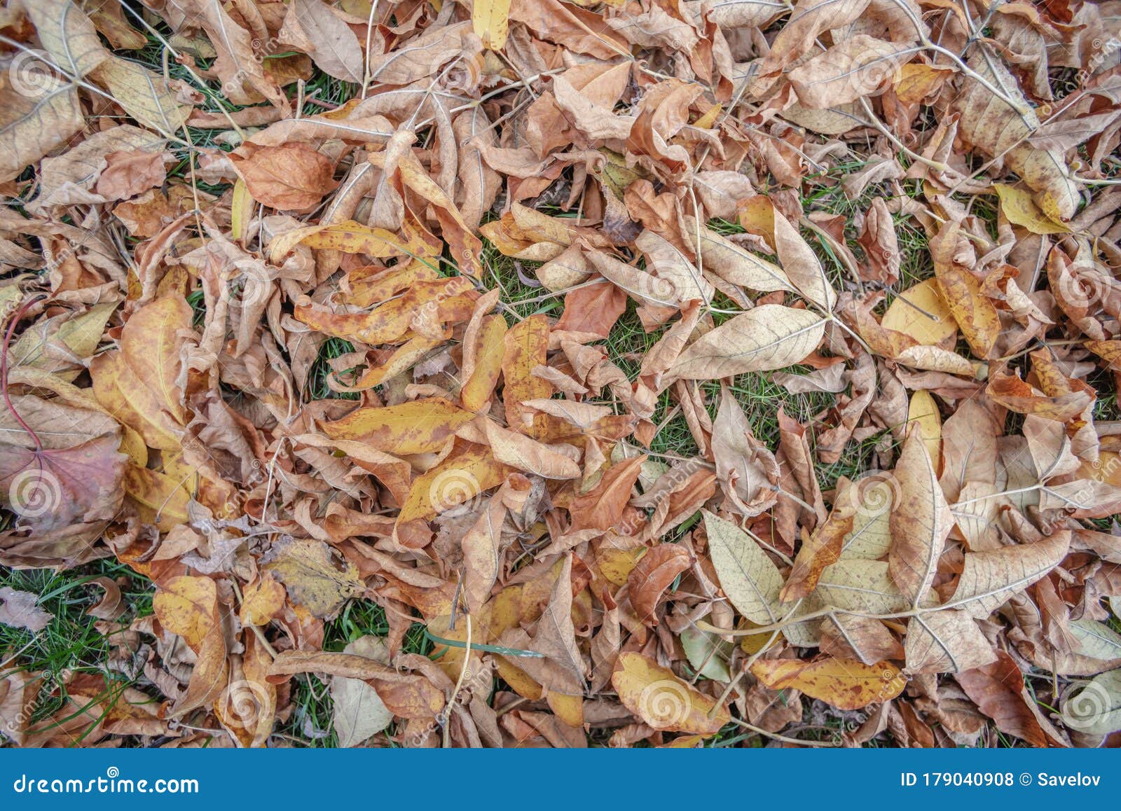 Background of Dry Dull Leaves from Top Stock Photo - Image of texture ...