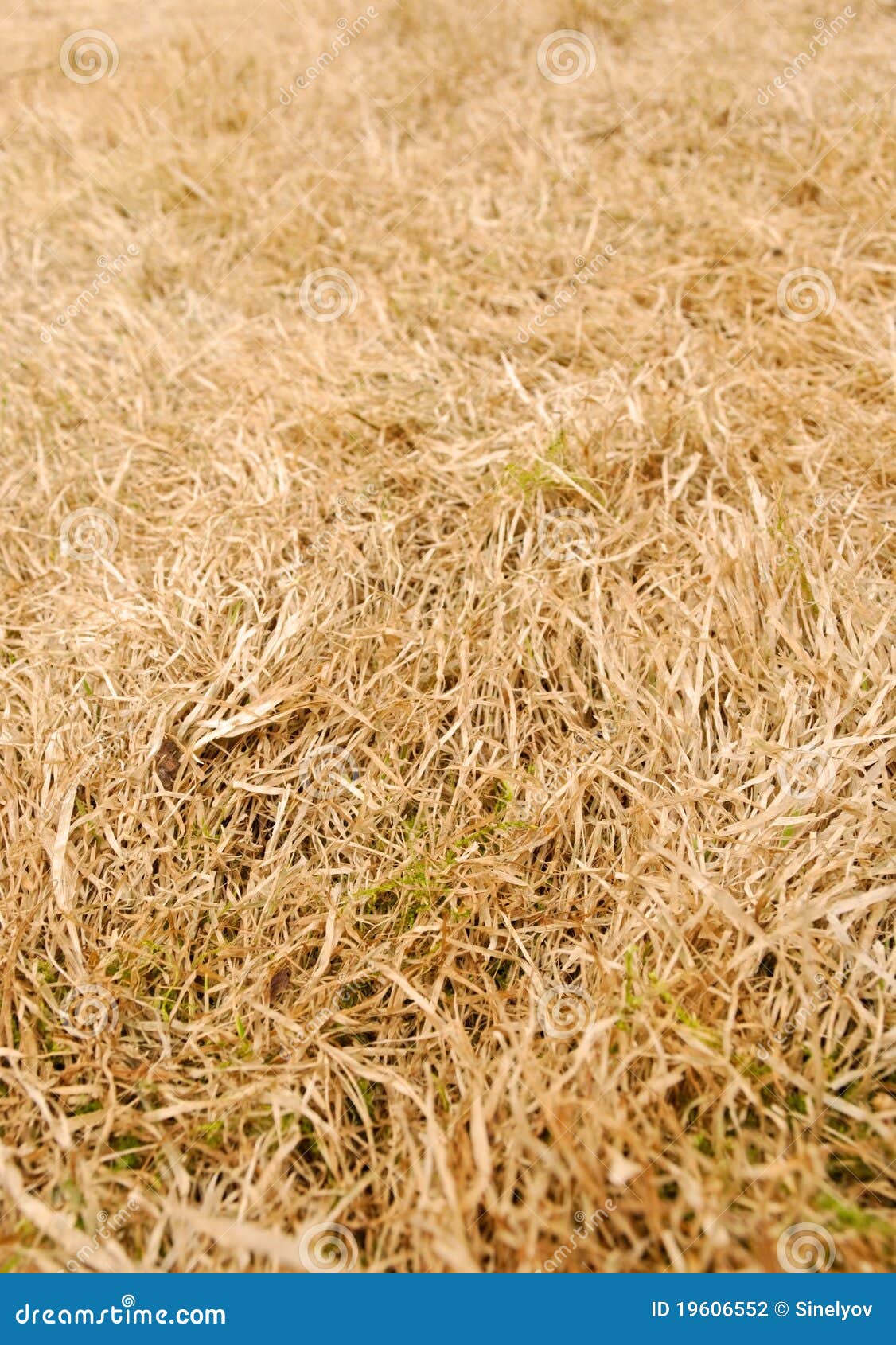 Background of dry grass stock photo. Image of tangled - 19606552